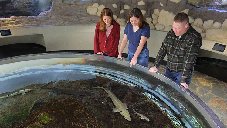 UToledo Ecologists Lend Research Support to Sturgeon Reintroduction ...